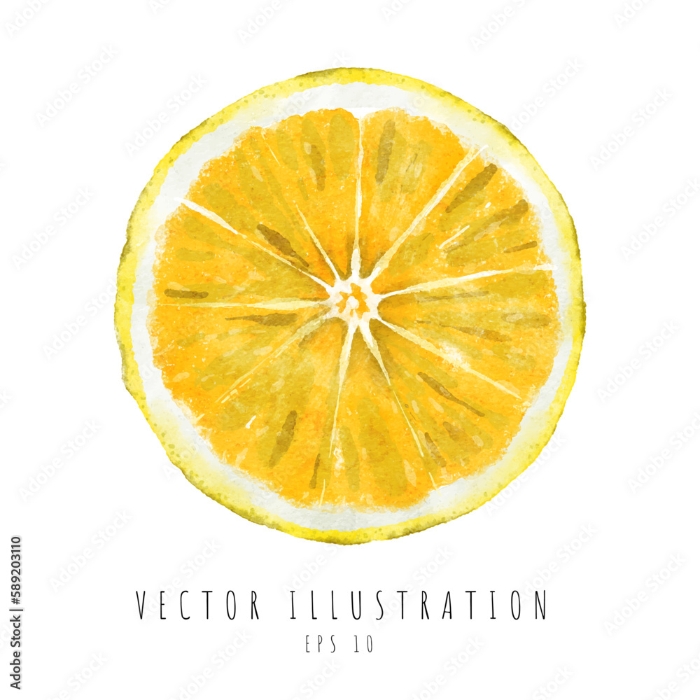 Lemon cross section watercolor painting isolated on white background ...
