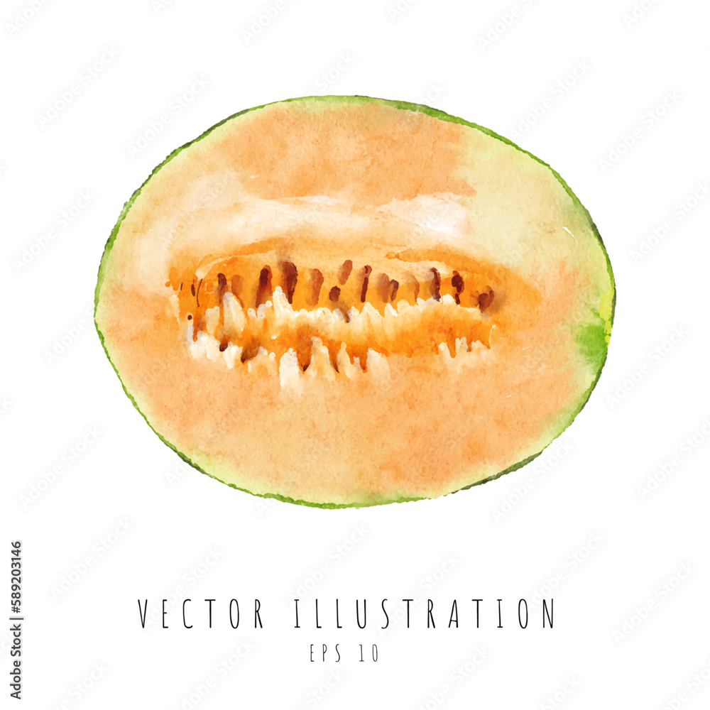 Melon cross section watercolor painting isolated on white background ...