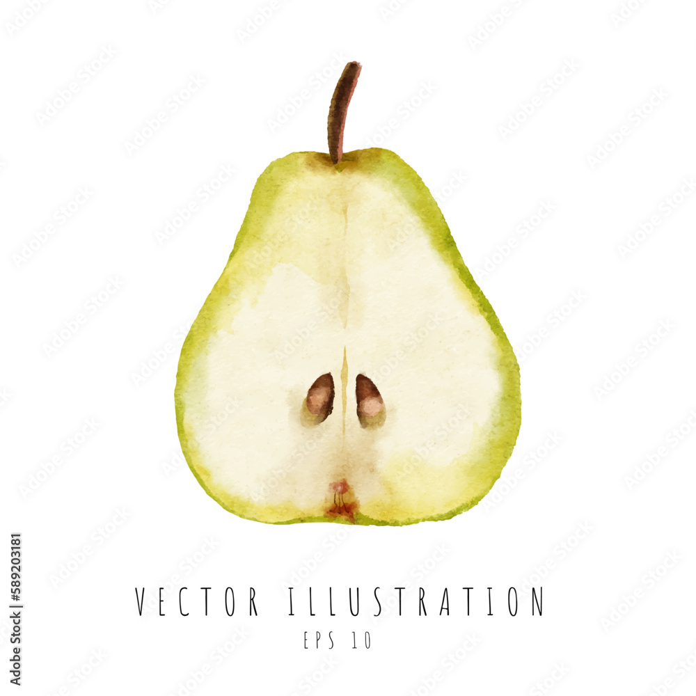 Pear cross section watercolor painting isolated on white background ...