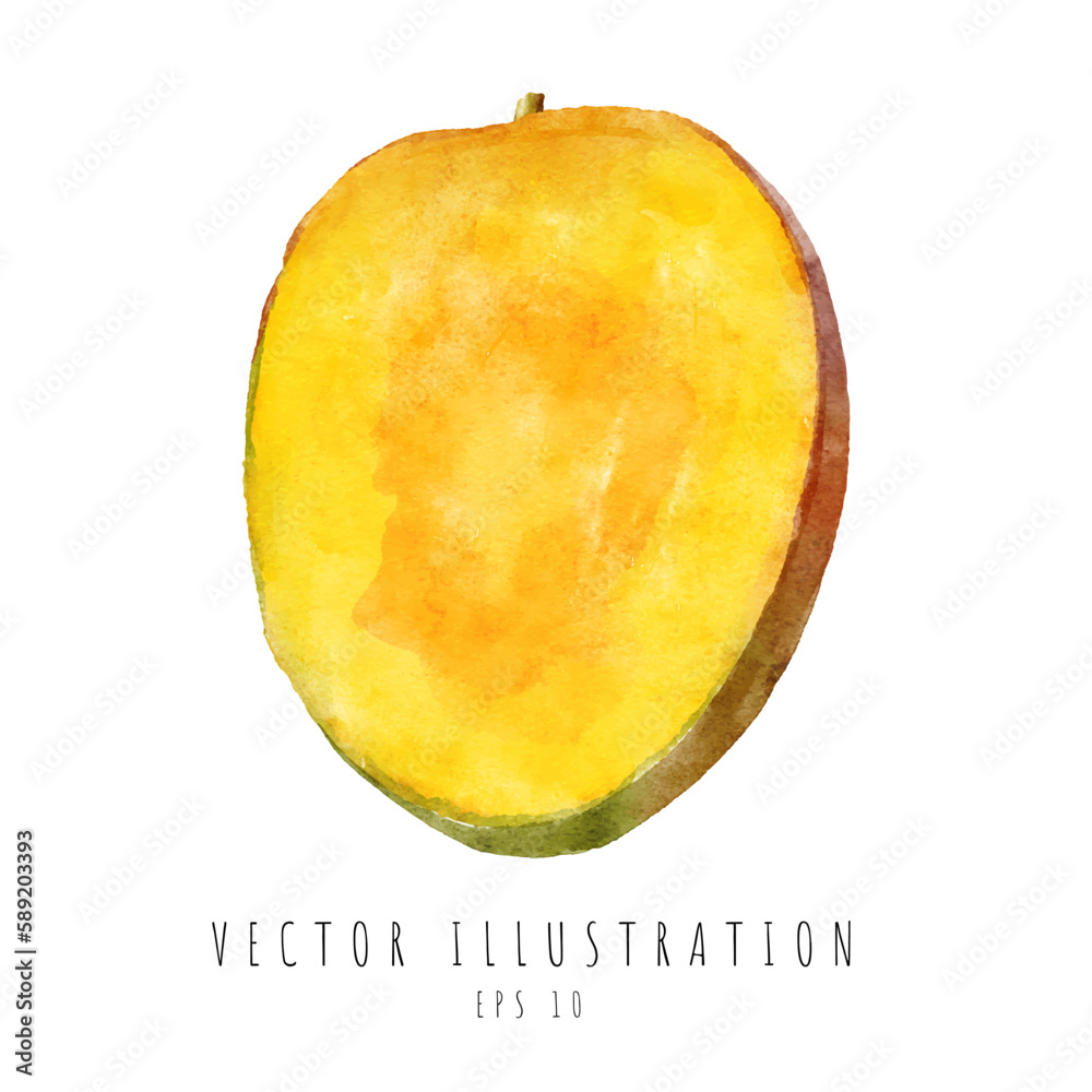 Mango cross section watercolor painting isolated on white background ...