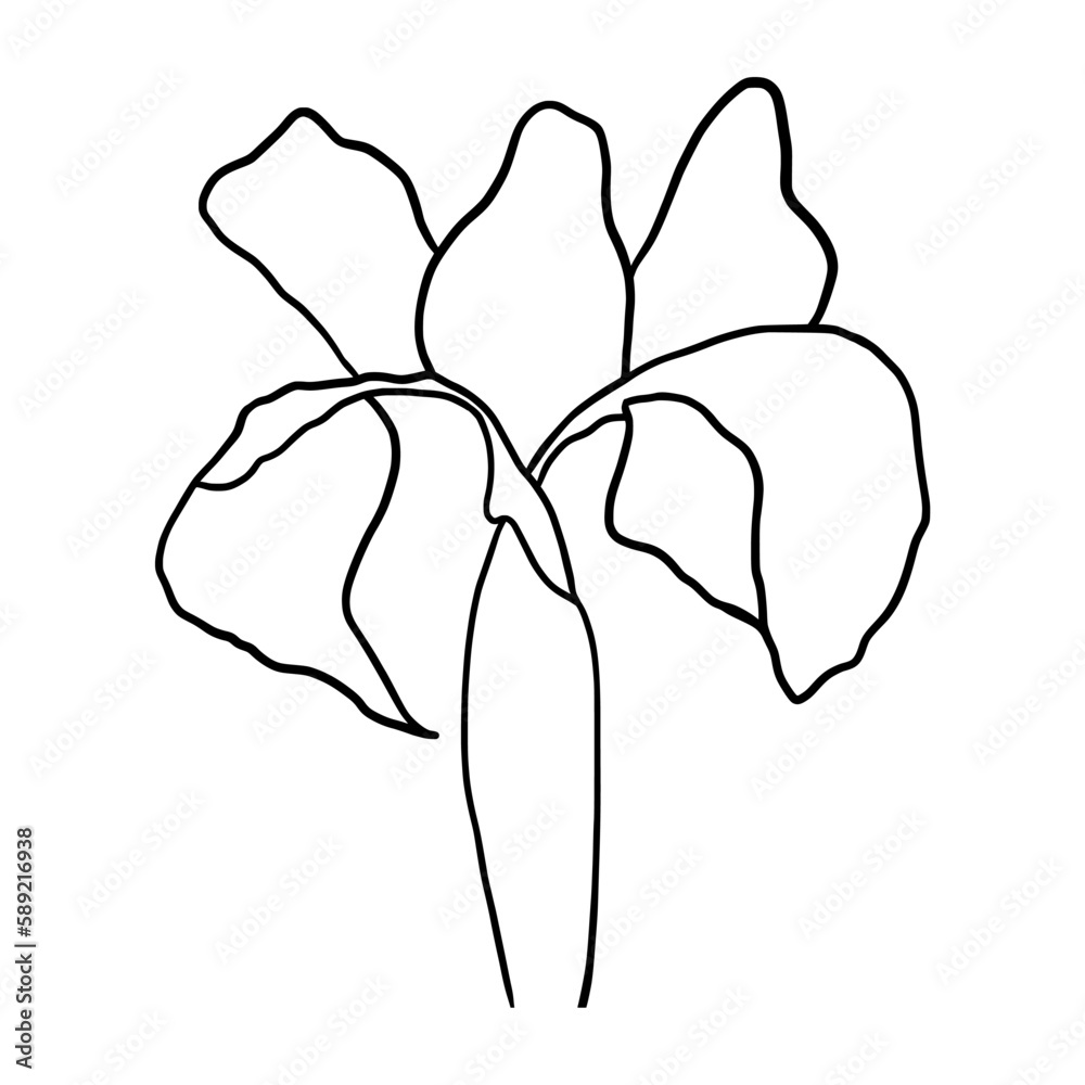 Hand drawn of iris flower on white background. Iris flower outline art ...
