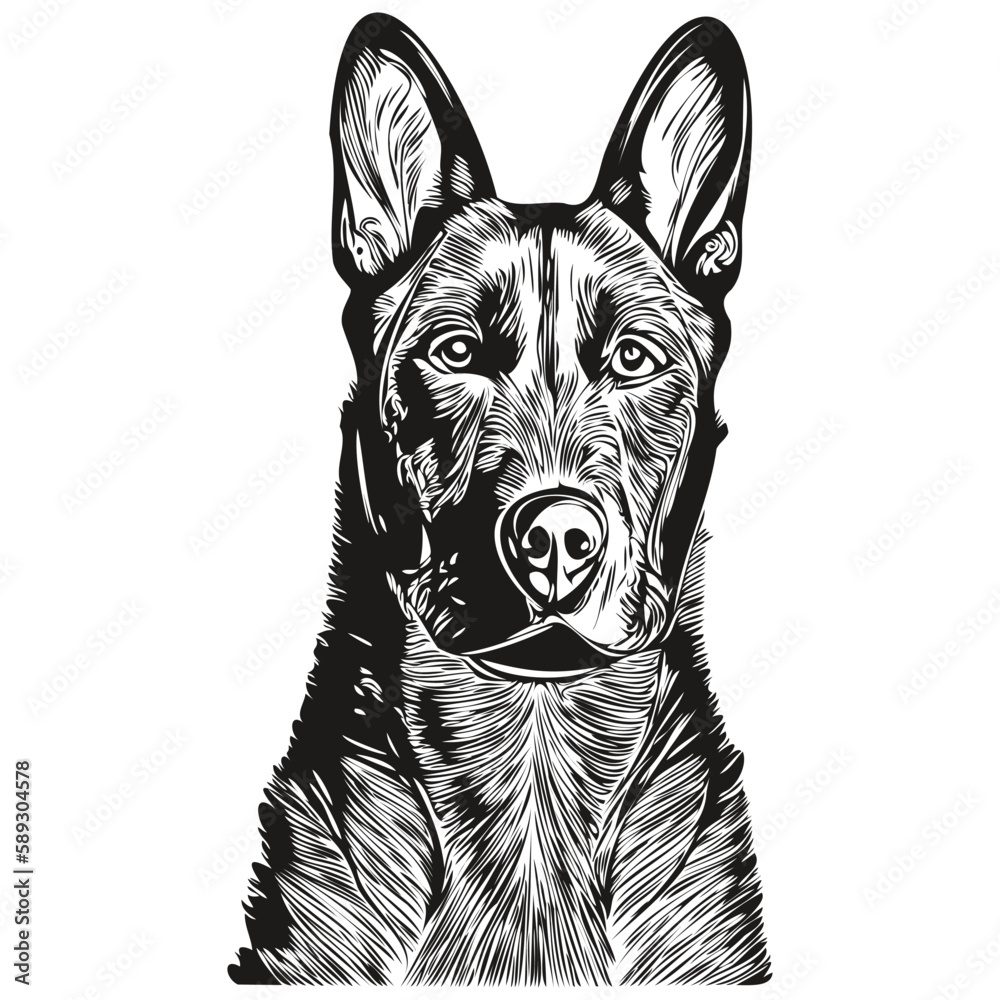 Belgian Malinois dog hand drawn line art vector drawing black and white ...