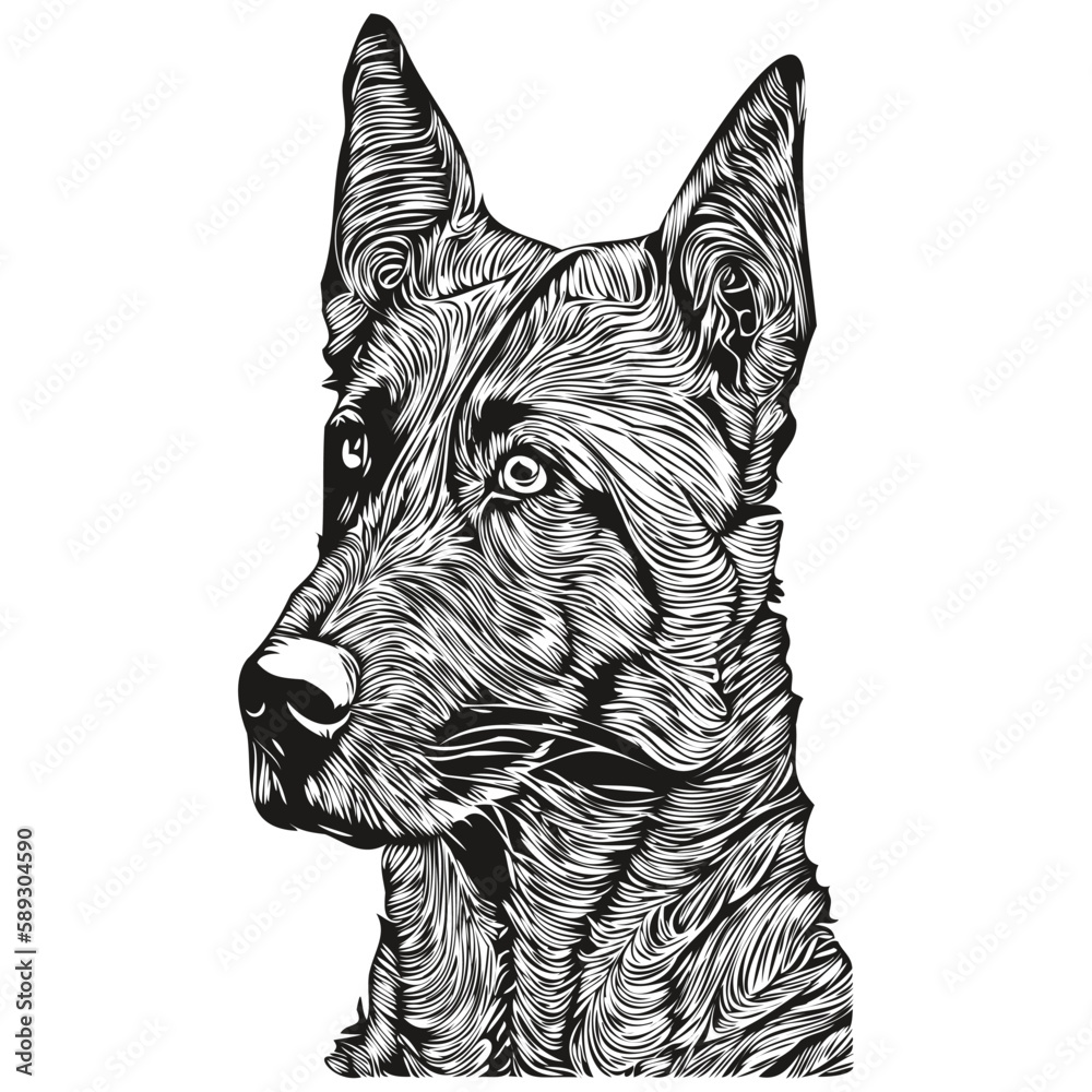 Belgian Malinois dog hand drawn line art vector drawing black and white ...