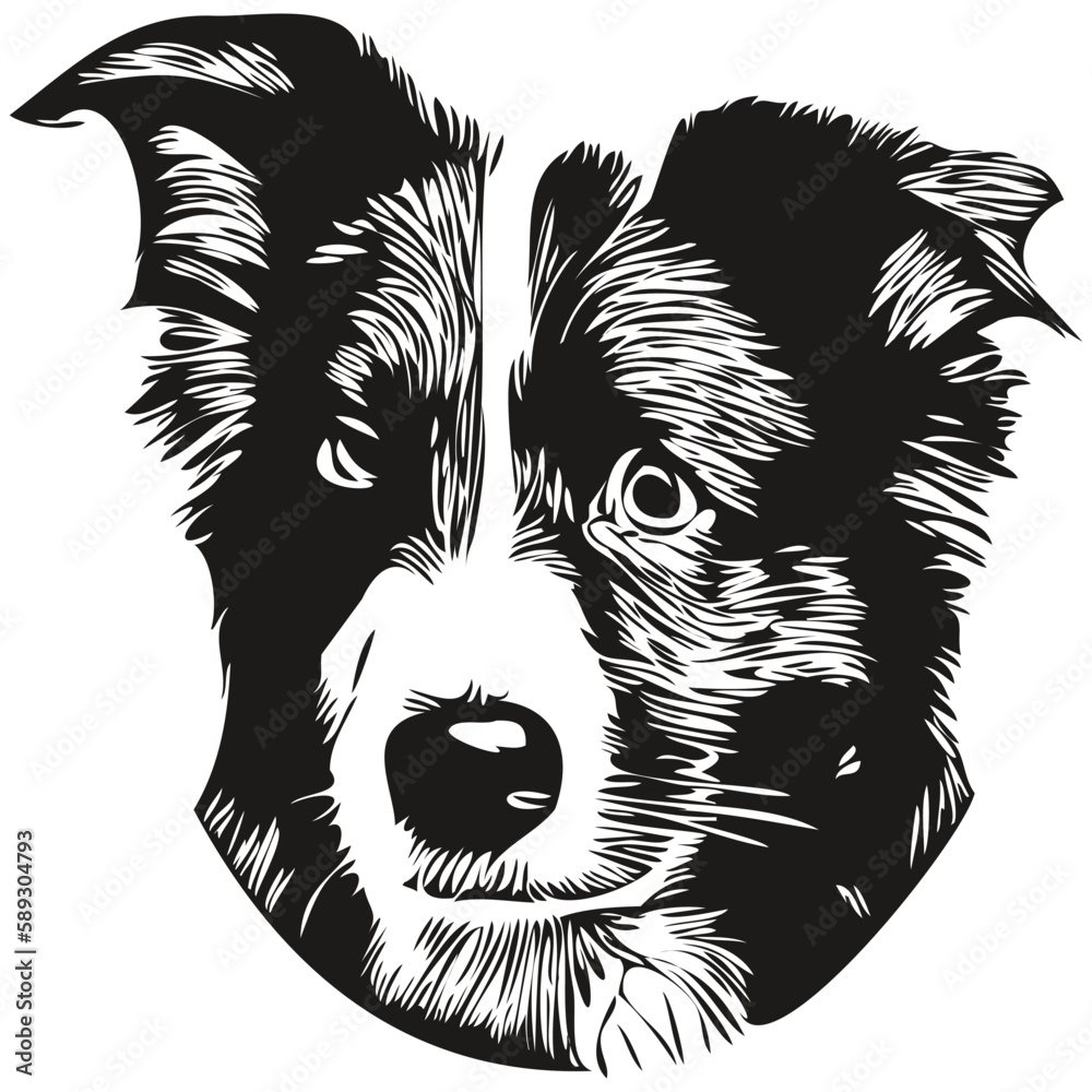 Border Collies dog line art hand drawing vector logo black and white ...
