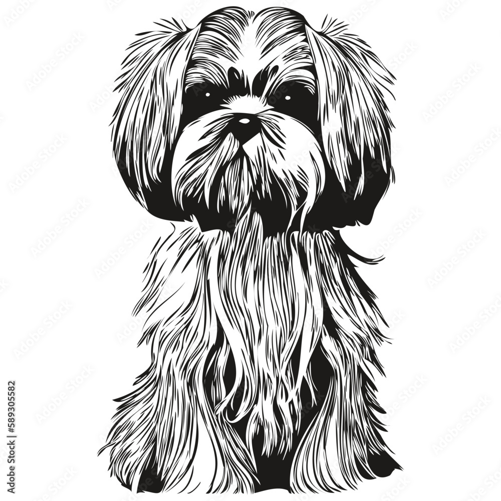Poster Shih Tzu dog hand drawn line art vector drawing black and white ...