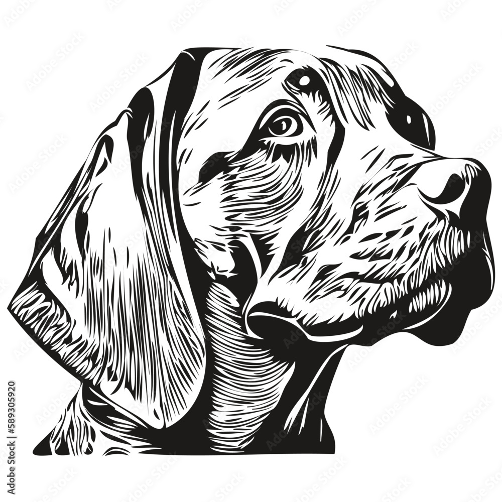 Vizslas dog hand drawn logo line art vector drawing black and white ...
