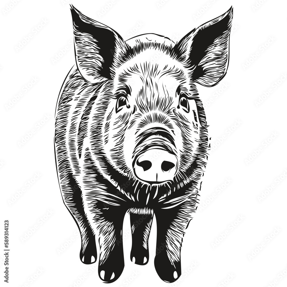 Engrave Pig illustration in vintage hand drawing style hog Stock Vector ...