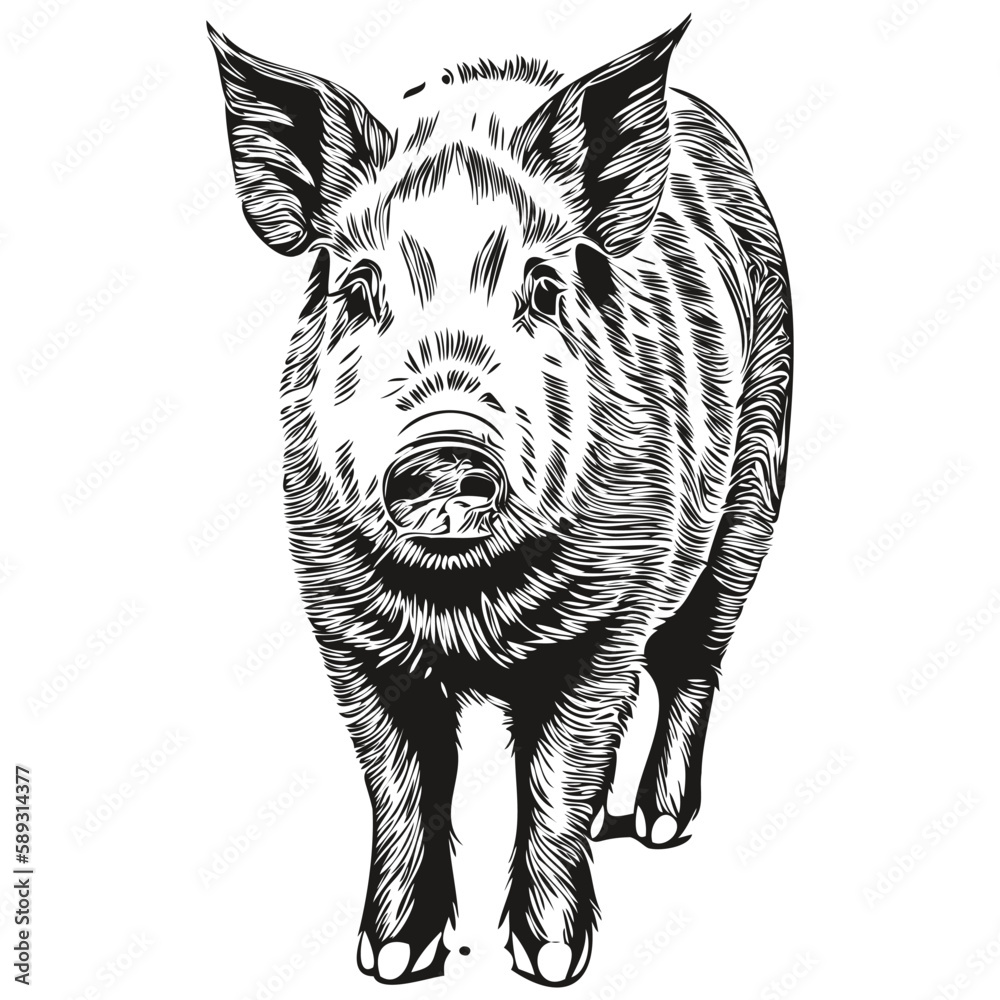 Pig sketch, hand drawing of wildlife, vintage engraving style, vector ...