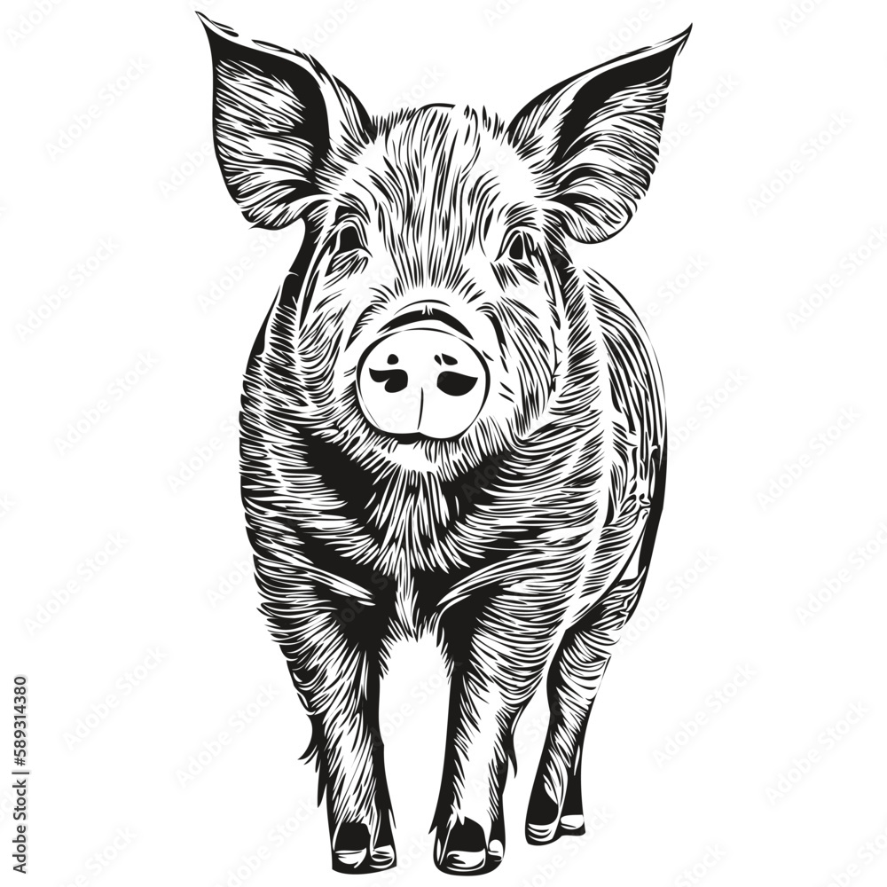 Pig sketch, hand drawing of wildlife, vintage engraving style, vector ...