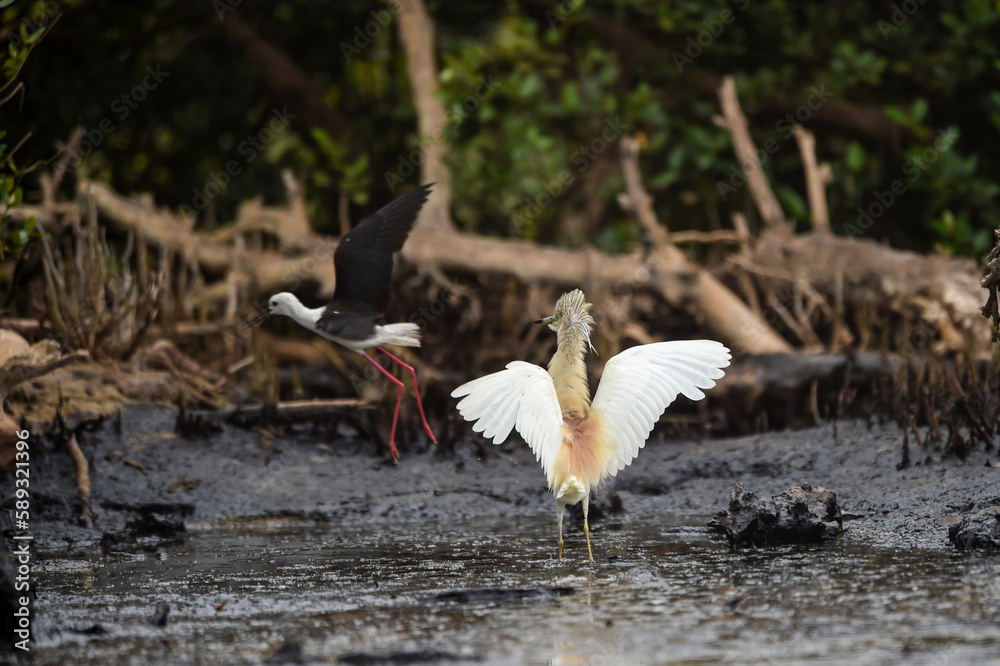 The black-crowned night heron is a small, stocky wading bird that lives ...