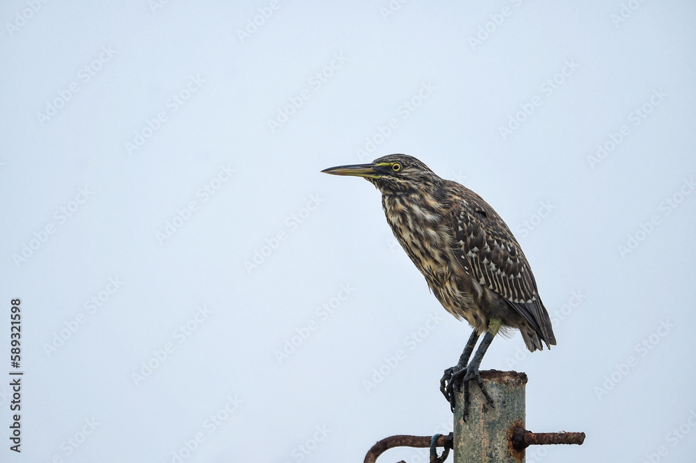 The black-crowned night heron is a small, stocky wading bird that lives ...