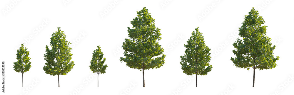 Set of 6 small and middle trees sycamore platanus street trees isolated ...