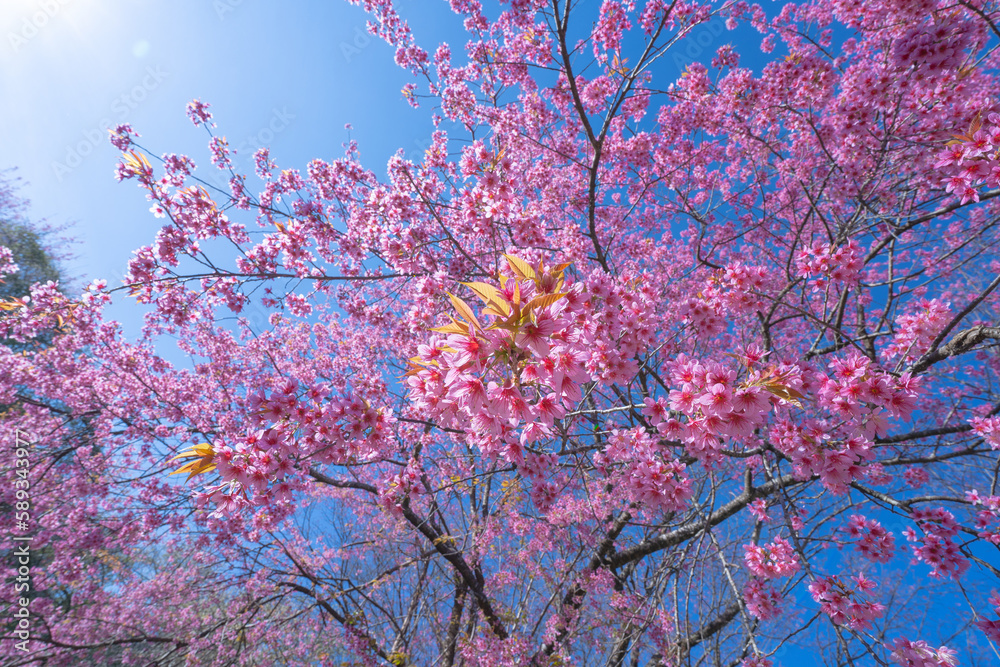 Close up shot of beautiful Nang Phaya Sua Krong tree or Wild Himalayan ...