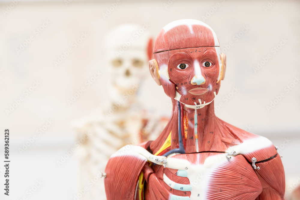 Anatomy human body muscle model in the classroom on white background ...