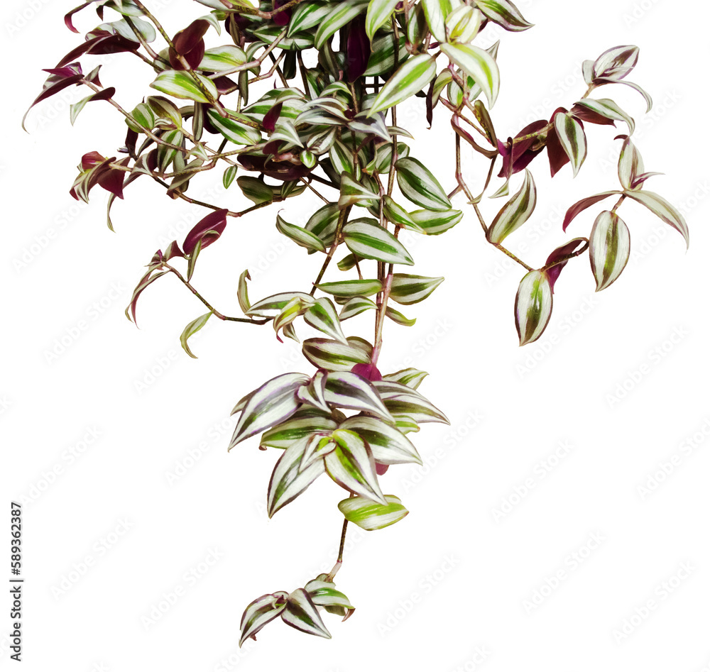 Tradescantia Zebrina plant. Wandering Dude trailing variegated plant ...