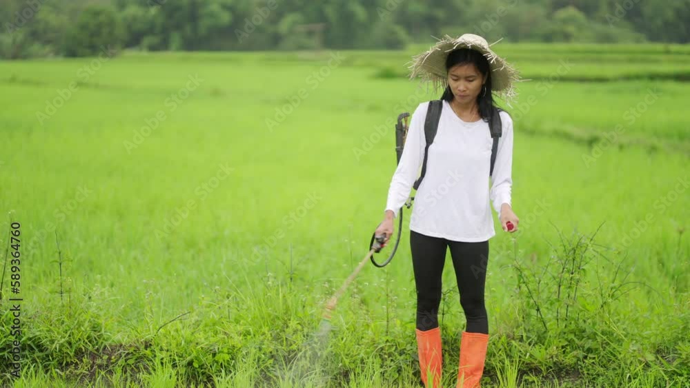 Young asian girl spraying rice field with insecticide and fertilizer ...