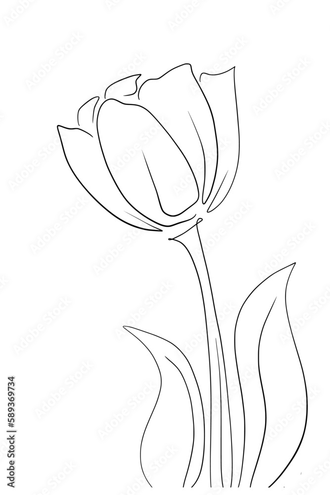 Hand drawn of tulip on white background. Tulip line art drawing ...