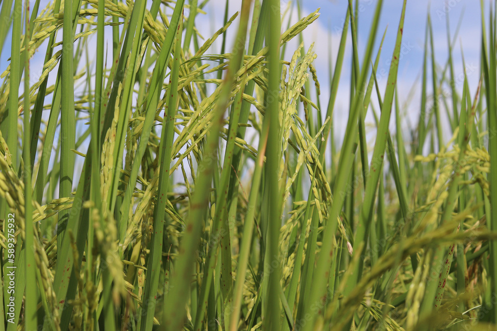 Foto de Rice, Oryza sativa, edible starchy cereal grain and grass plant ...