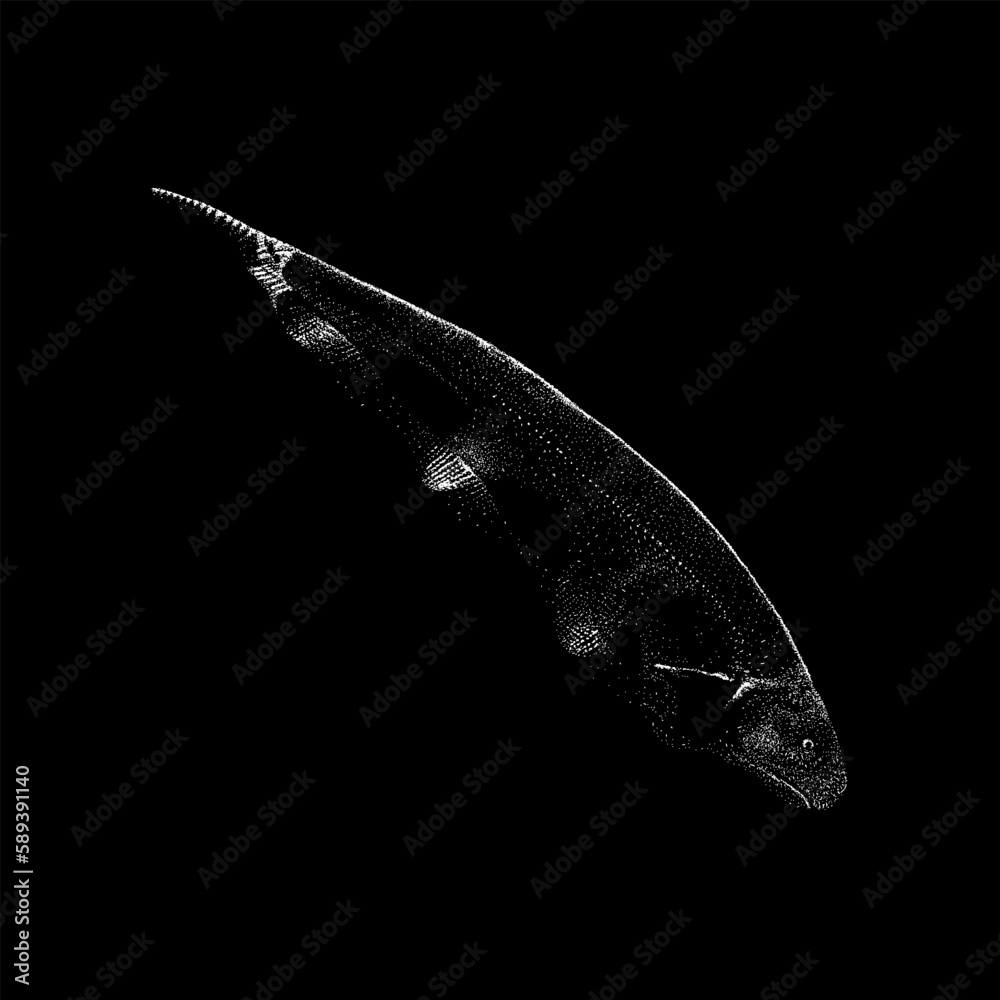 Black Ghost Knifefish hand drawing vector isolated on black background ...