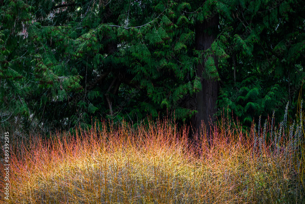 Vibrant, flame colored, winter color in a hedge of Twig Dogwood bushed ...