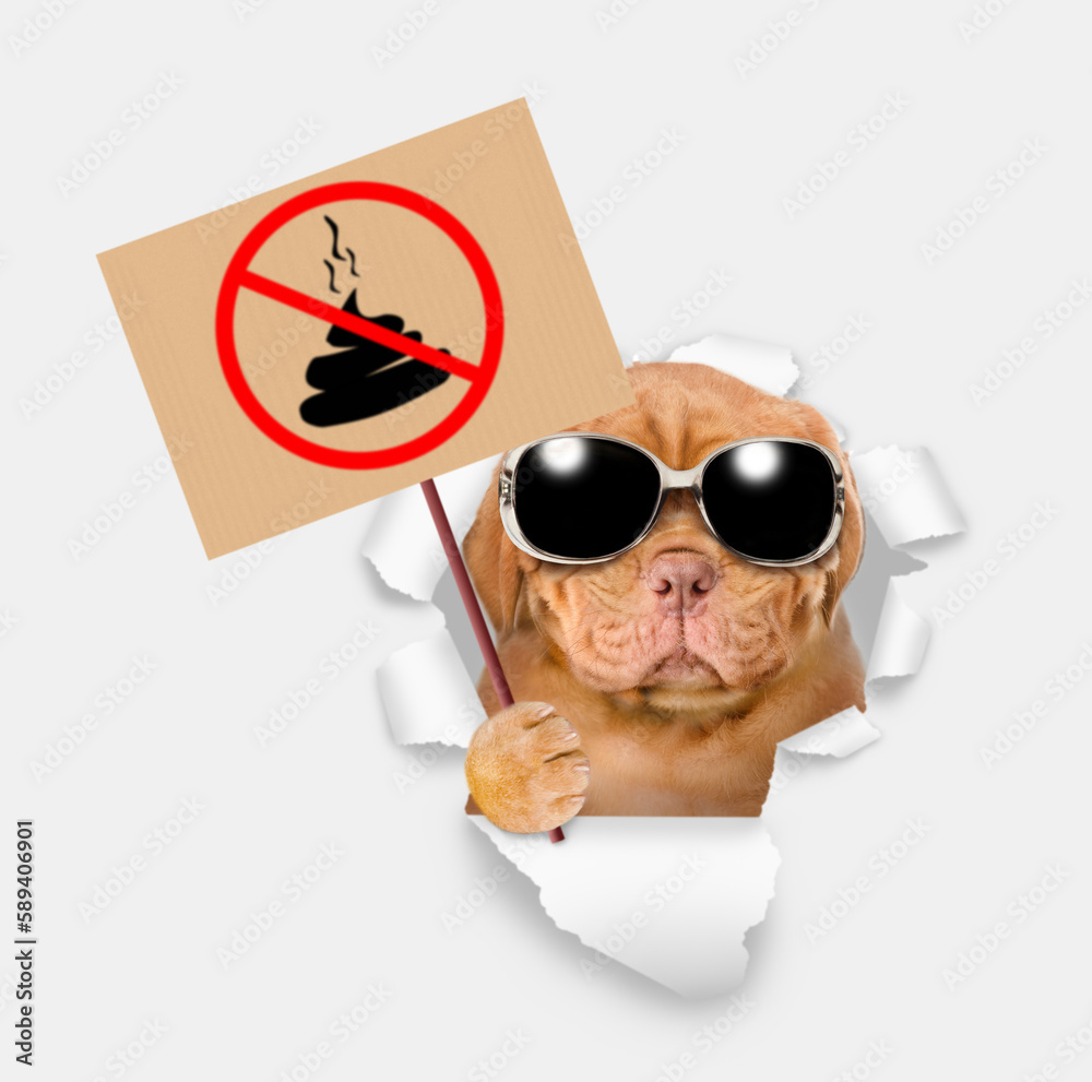 Sad Mastiff puppy wearing sunglasses looking through a hole in white ...