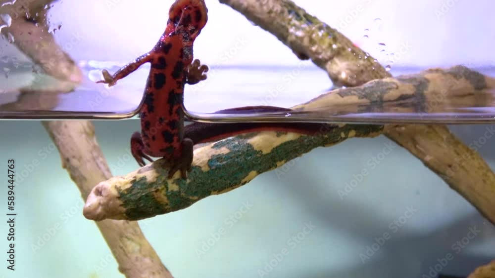 Japanese fire bellied newt trying to climb the wall of the water tank ...