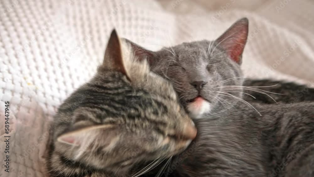 Two cats cuddling on white blanket at home. Cute domestic striped ...