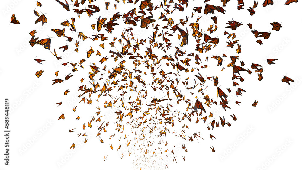 monarch butterflies swarm, Danaus plexippus group isolated on ...
