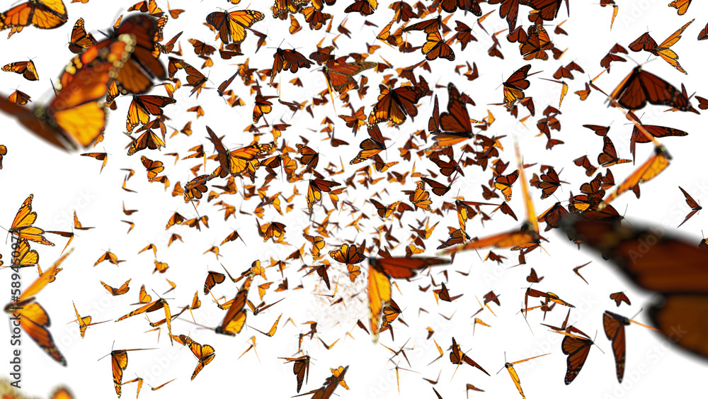 monarch butterflies swarm, inside the migrating Danaus plexippus group ...