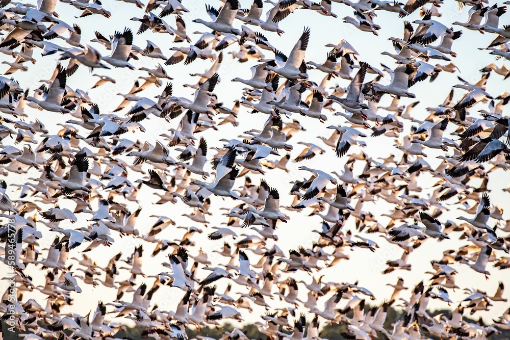 Beautiful shot of a group of birds migrating with the sun shining on ... Beautiful shot of a group of birds migrating with the sun shining on ...