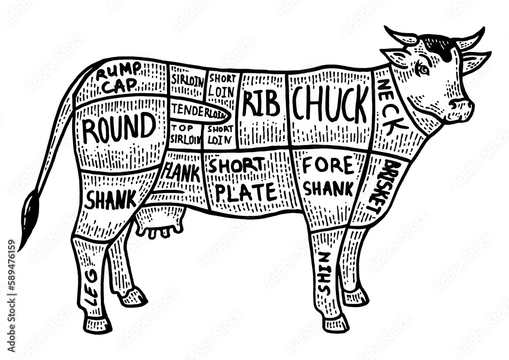 Meat diagram cow sketch engraving PNG illustration with transparent ...