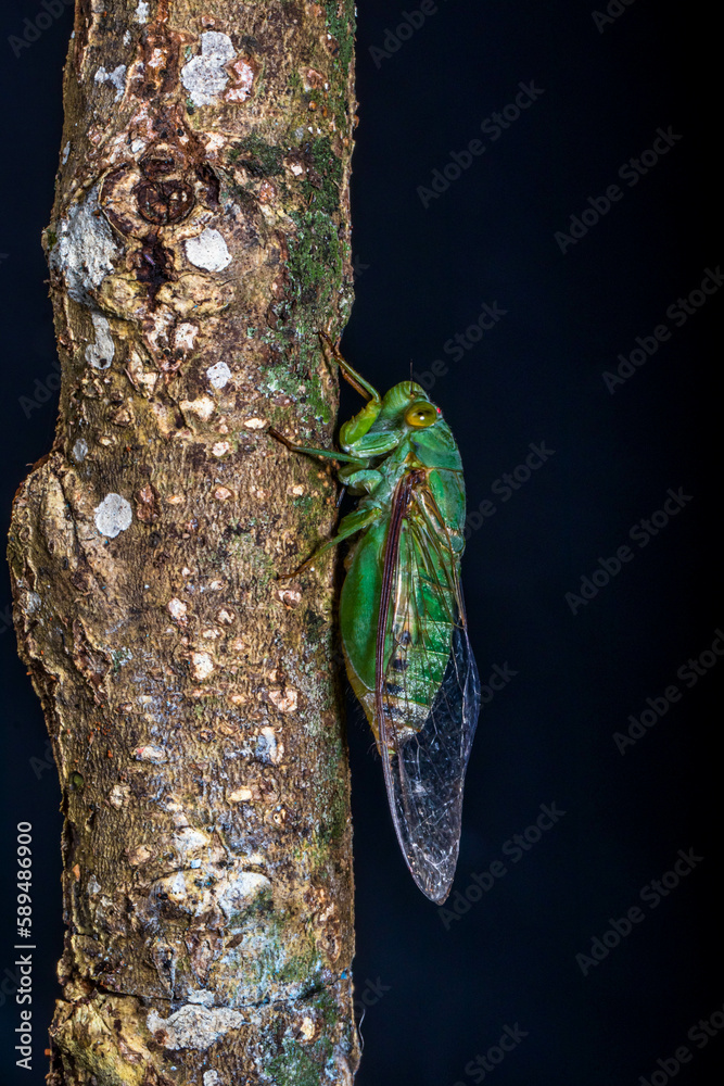 The cicadas are a superfamily, the Cicadoidea, of insects in the order ...