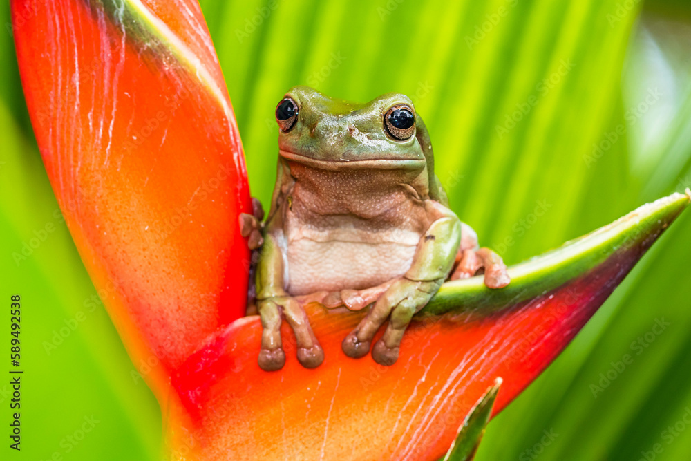 The Australian green tree frog (Ranoidea caerulea), also known as ...