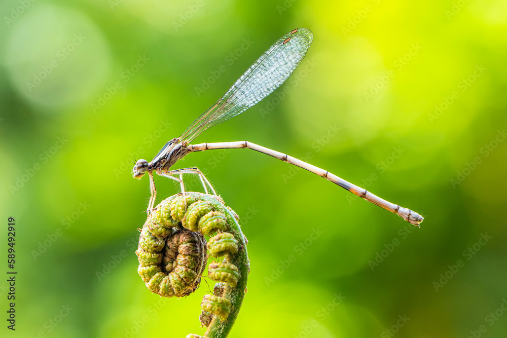 Damselflies are insects in the order Odonata.[1] They are similar to ...
