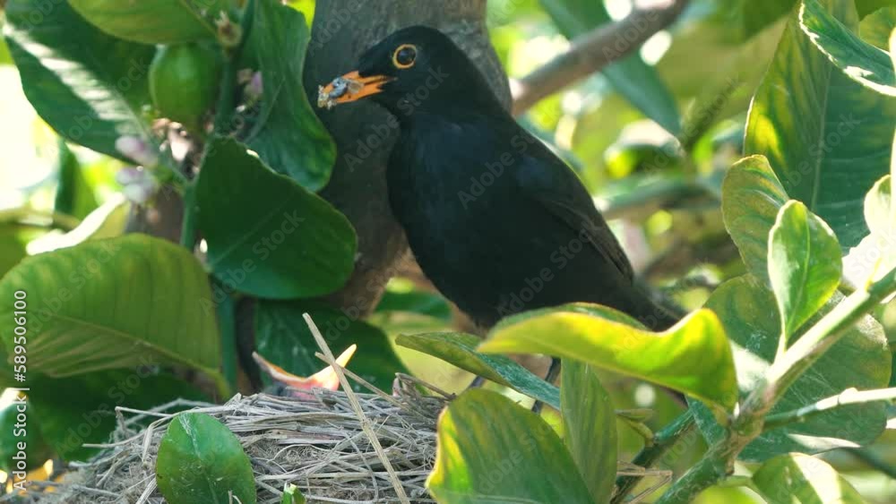 Black bird in a nest feeding baby birds. Blackbird or American Robin ...