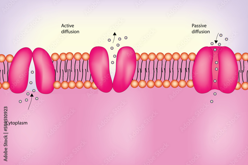 active diffusion vs passive diffusion Stock Vector | Adobe Stock