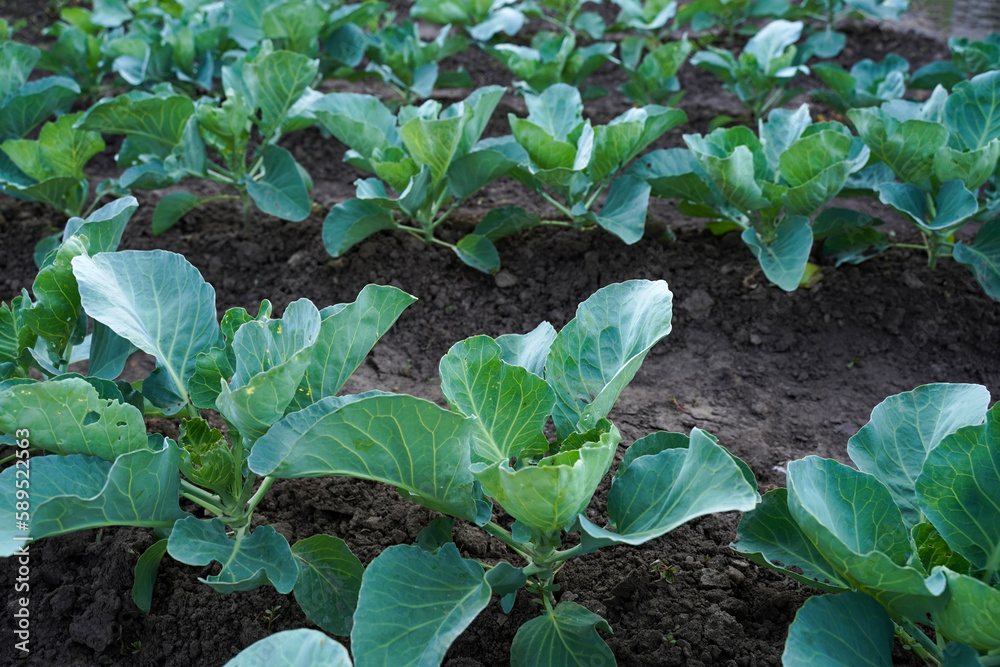 Young Cabbage Plant