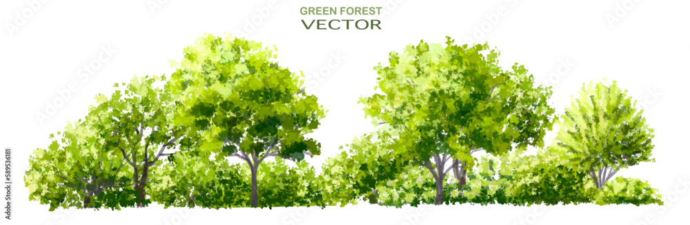 Vector watercolor of tree or forest side view isolated on white ...