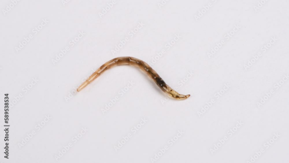 Larvae Ceratopogonidae is a family of flies commonly known as no-see ...