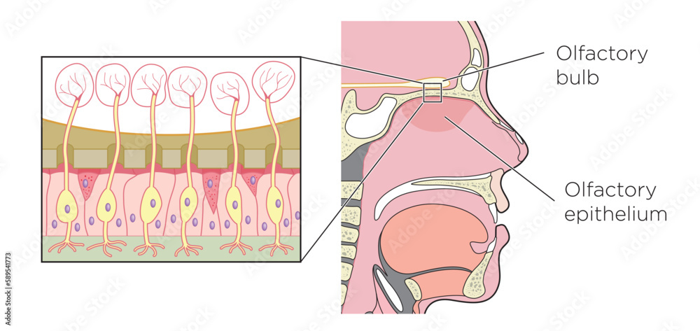 Detail of the olfactory bulb (olfactory organ) showing the nerve cells ...