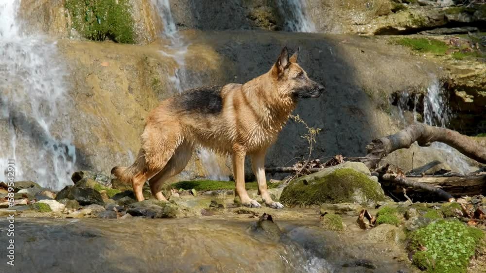 Red and black German Shepherd dog on walk stands in mountain river ...