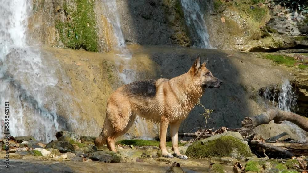 Red and black German Shepherd dog on walk stands in mountain river ...