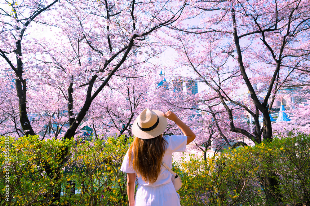 Asian lady travel in cherry blossom park in Seoul city with Sakura ...