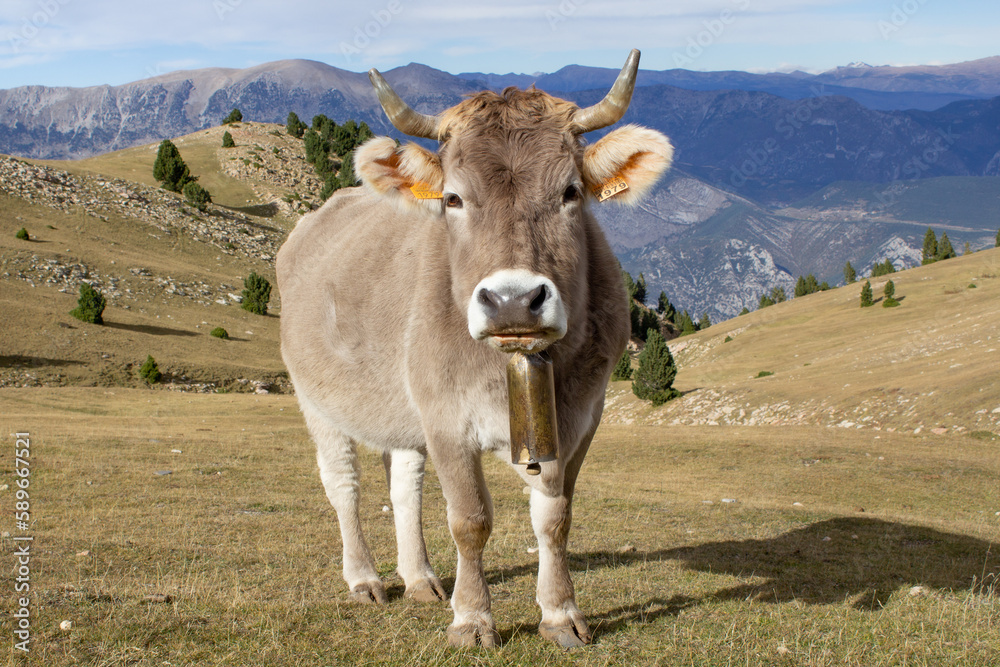 Vaca bruna dels Pirineus en la montaña. Stock Photo | Adobe Stock