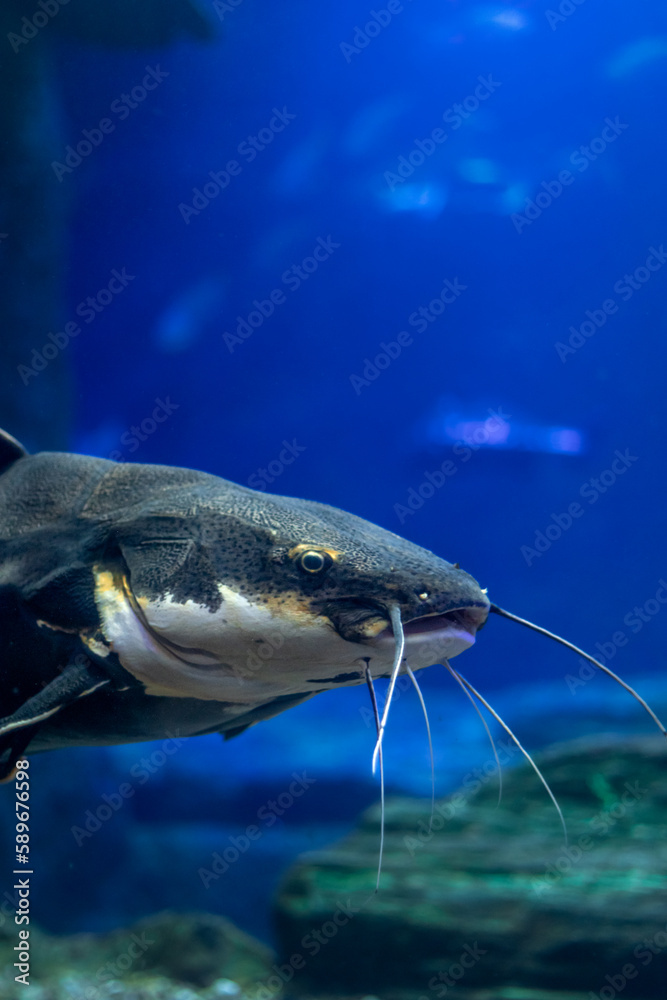 South American Red-Tailed Catfish swimming in freshwater aquarium with ...