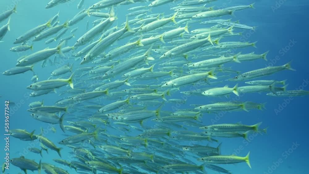 Stockvideon Slow motion, vertical wall of Barracudas are floating in ...