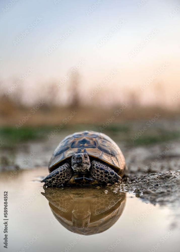 Turtle or Testudines water reflection on the sunset colors, wildlife ...