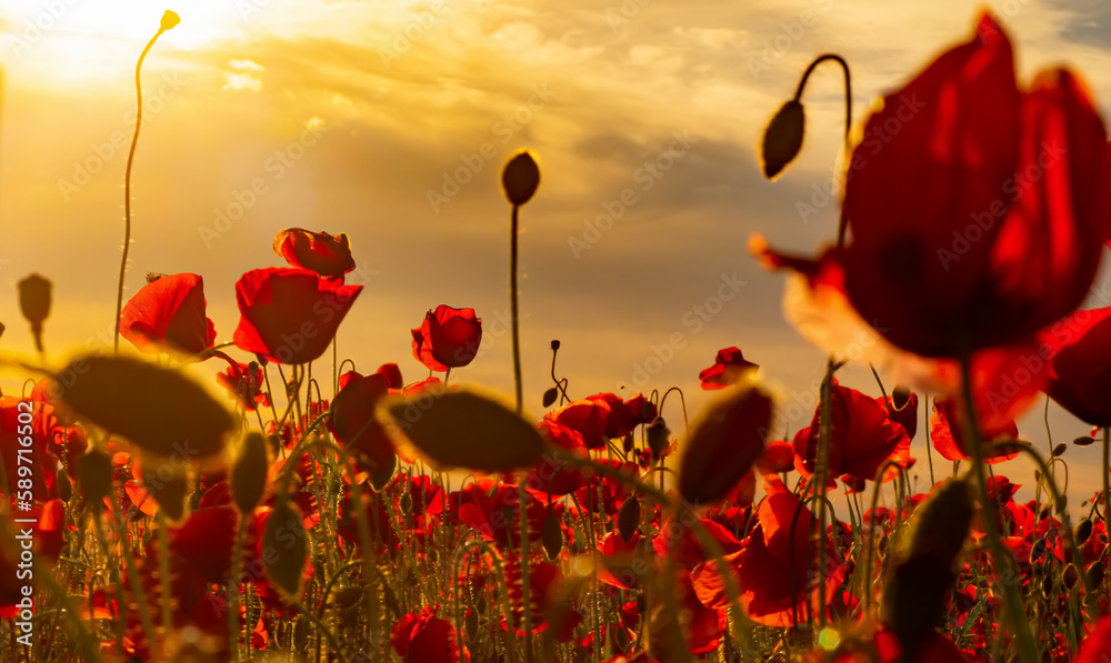Anzac. Poppy field, Remembrance day, Memorial in New Zealand, Australia ...