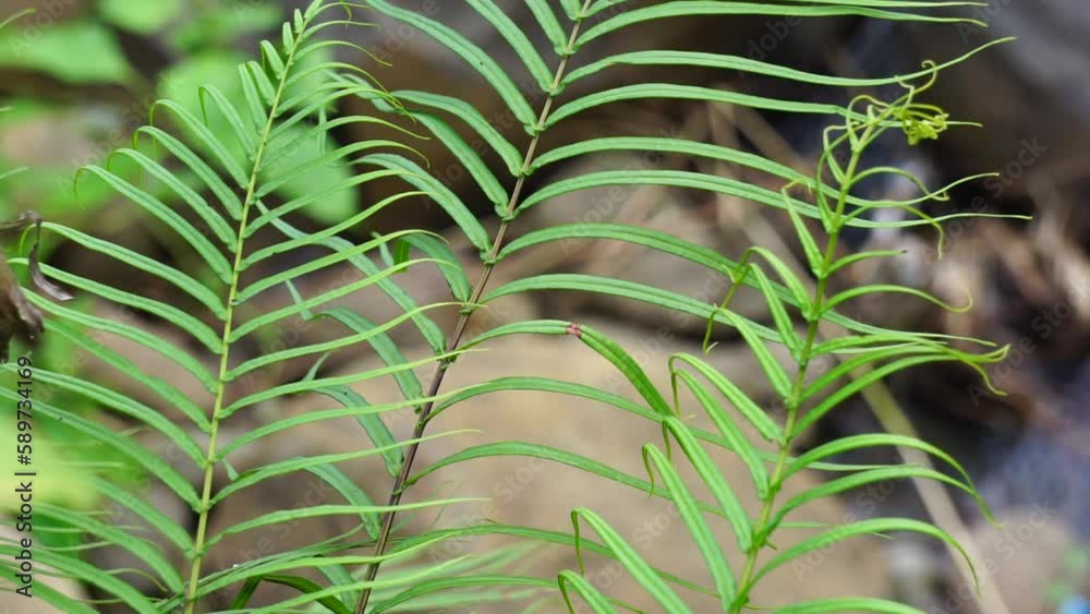 Pteris vittata (Also known as Chinese brake, Chinese ladder brake ...