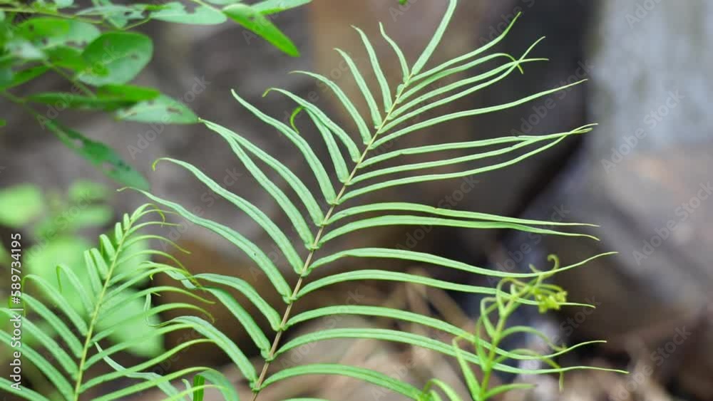 Pteris vittata (Also known as Chinese brake, Chinese ladder brake ...